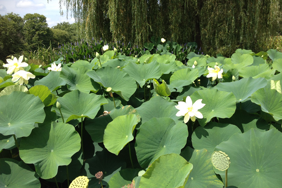 Zen Spirit groepen in Nederland – Zen Spirit